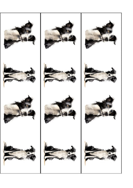 Border Collie 02 Edible Icing Cake Topper or Ribbon – the caker online
